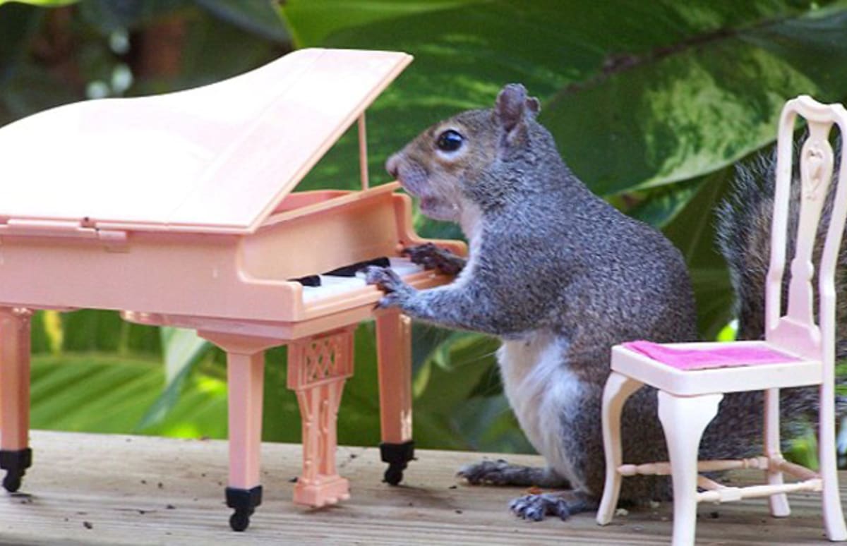 Look At This! Squirrels Doing Human Things | Complex