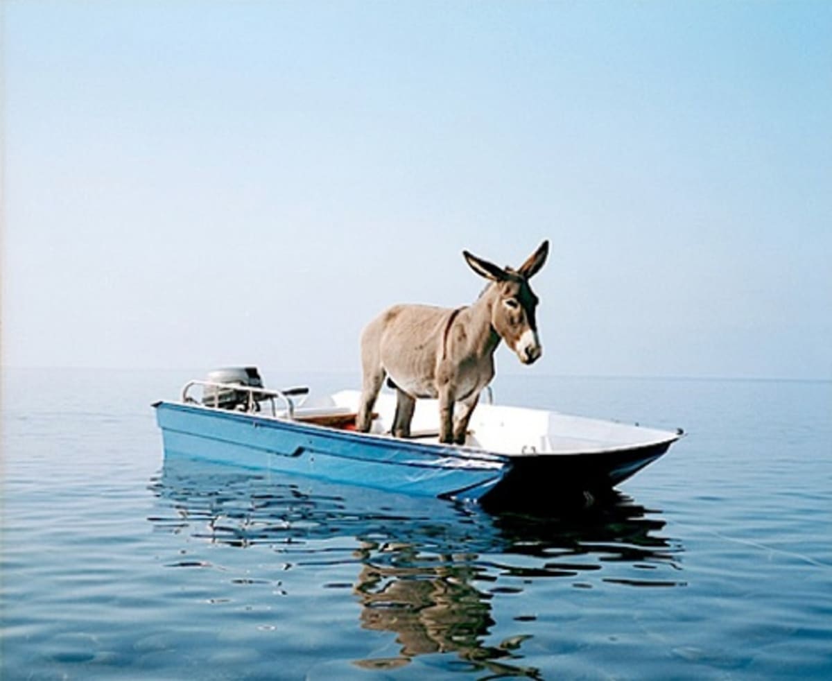Awesome Nature Photo of the Day: A Donkey On A Boat | Complex