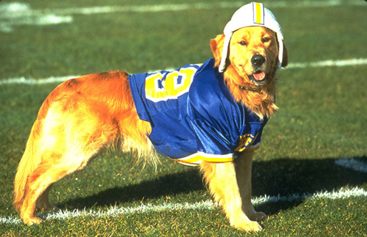 GIF Gallery: Animals Performing Amazing Sports Feats | Complex