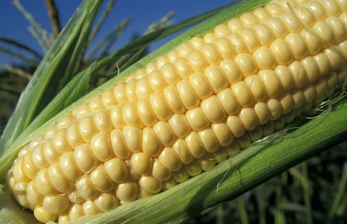 Pornhub Celebrates April Fools' Day by Becoming Cornhub | Complex