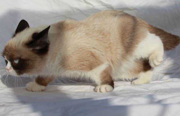 Grumpy Cat was not bred to be a munchkin cat. - 30 Things You Didn't ...