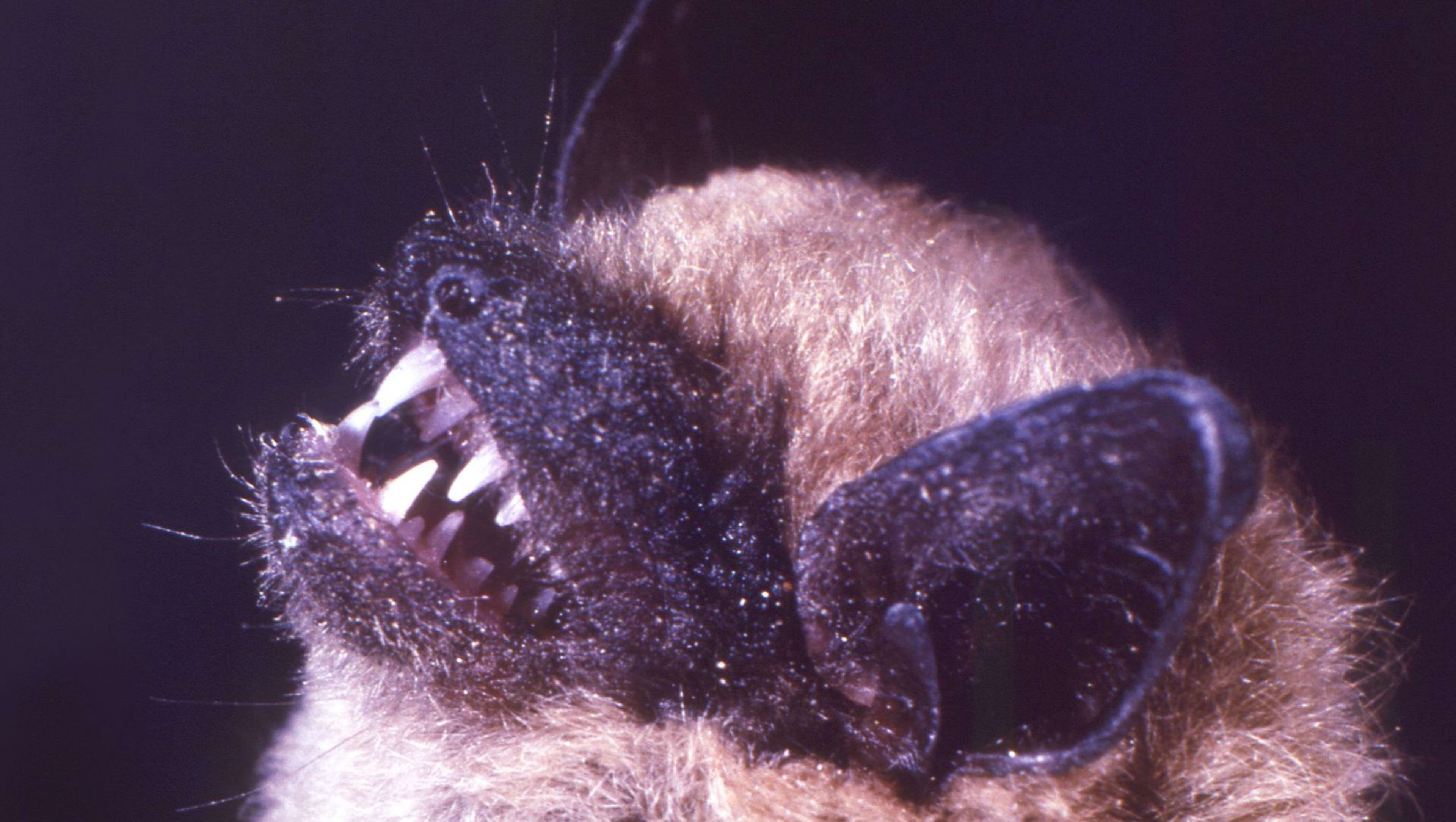 Man Dead of Rabies After Waking to Bat Biting Neck, Illinois’ First ...