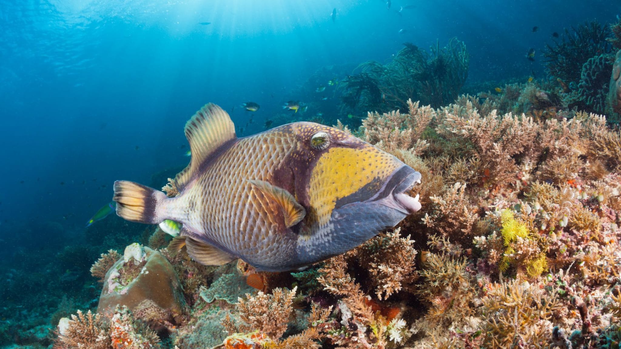 Viral Image of Fish With Human-Like Lips and Teeth Is Fre...