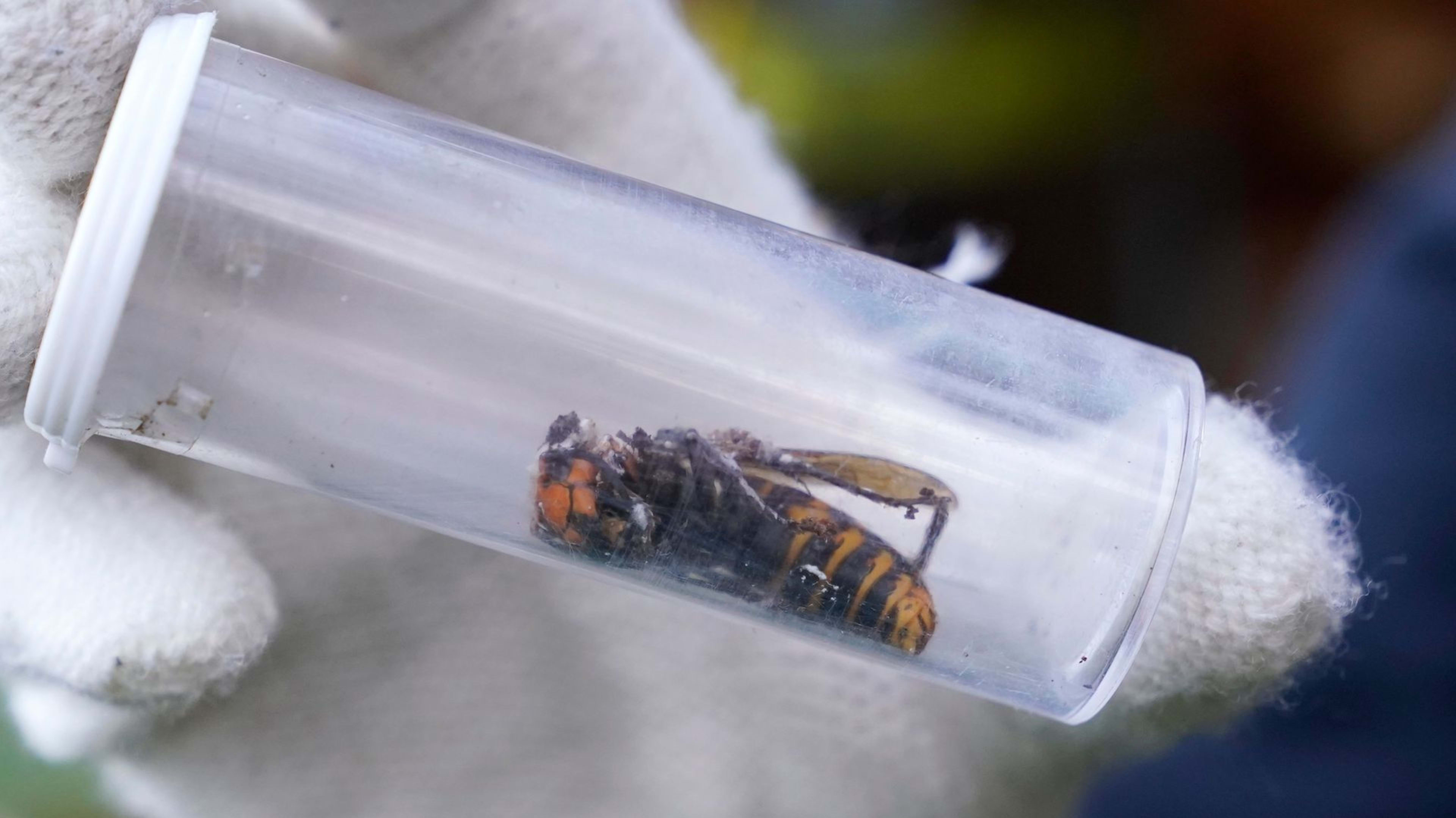 Live Murder Hornet Spotted Attacking Wasp Nest in Washington State