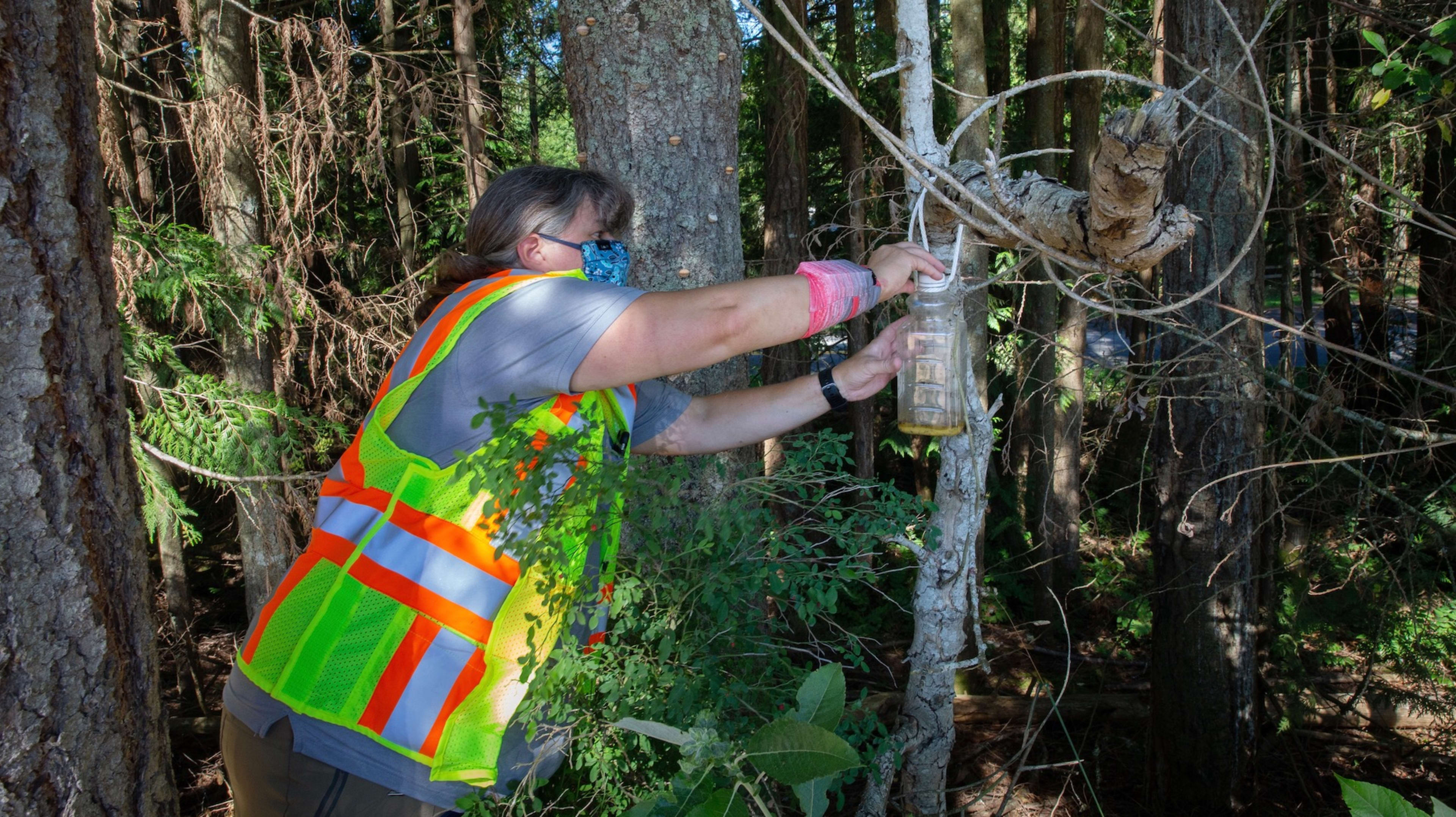 Researchers Discover First 'Murder Hornets' Nest in U.S.