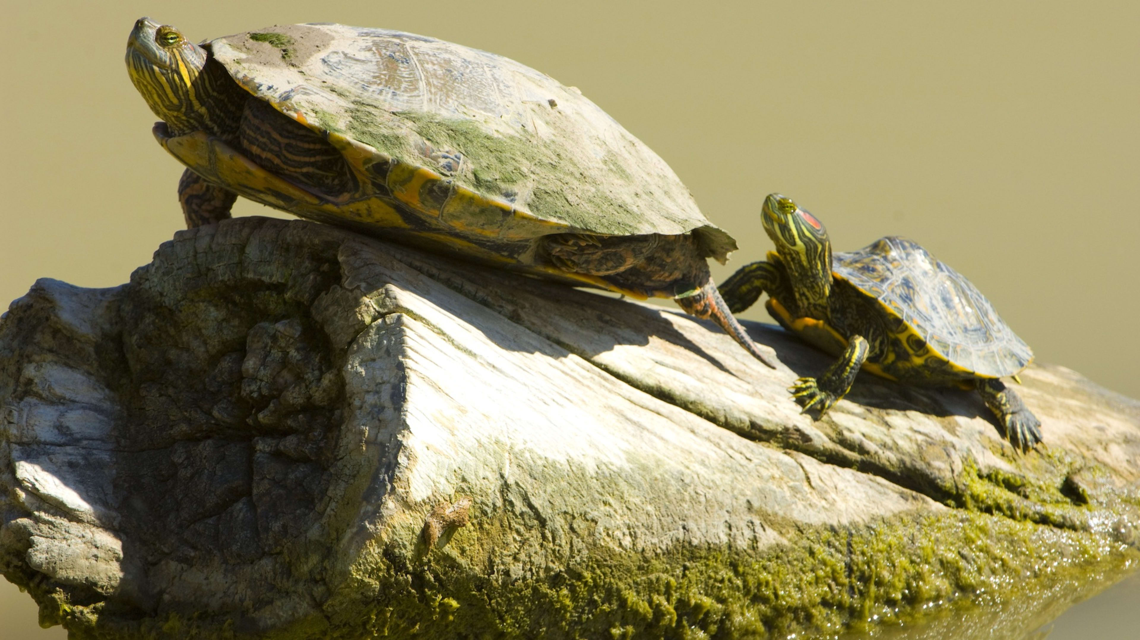 Farmer Finds Rare Yellow Turtle Strolling Through India