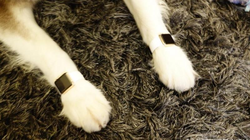 To those who own a Apple Watch Edition. Tell us about yourself. : r ...