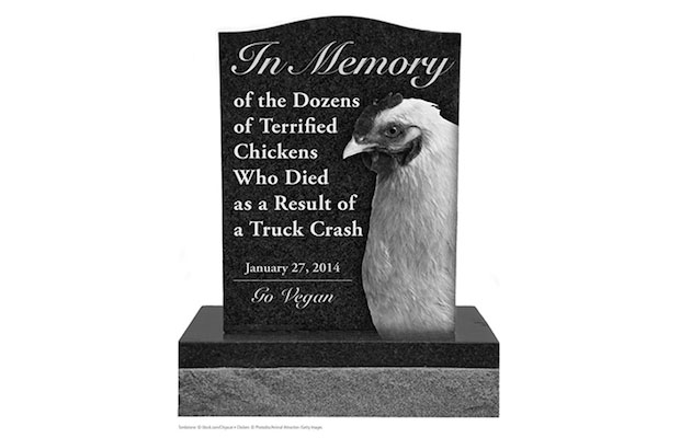 PETA Wants a Roadside Memorial for Chickens that Died In a Car Crash