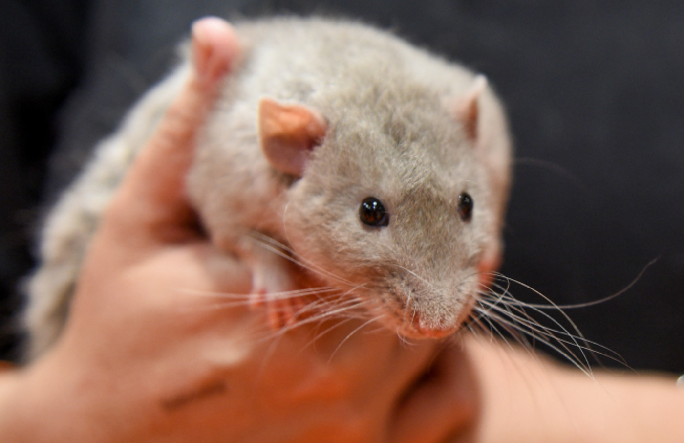 California Woman Lived in Van With More Than 300 Pet Rats | Complex