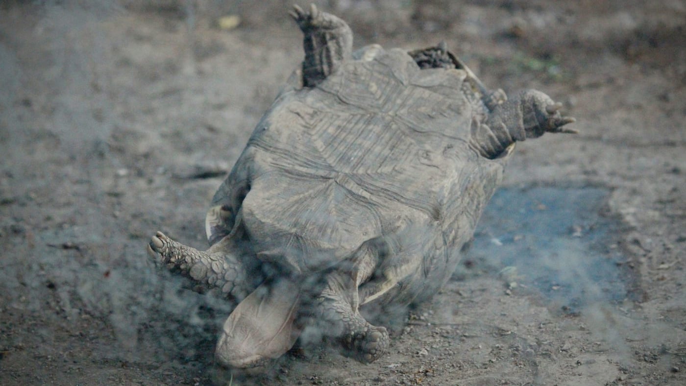 Woman Hospitalized After Turtle Smashed Through Windshield on ...