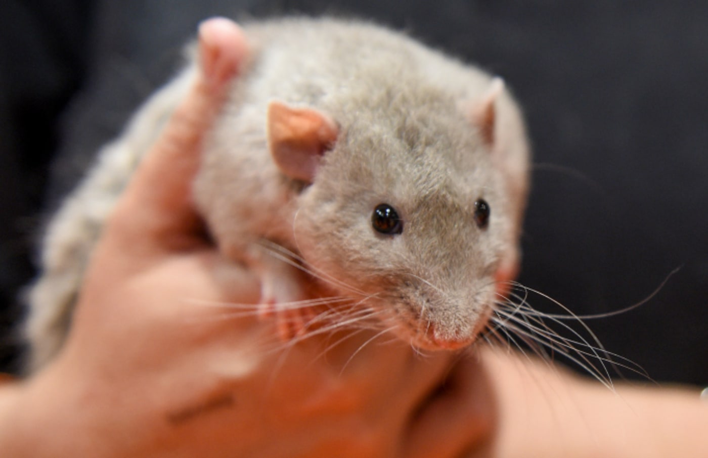 California Woman Lived in Van With More Than 300 Pet Rats | Complex