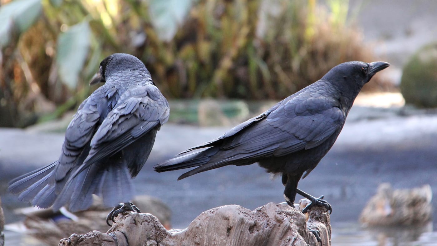 California City Says It Will Use Lasers to Solve Its Crow Problem | Complex