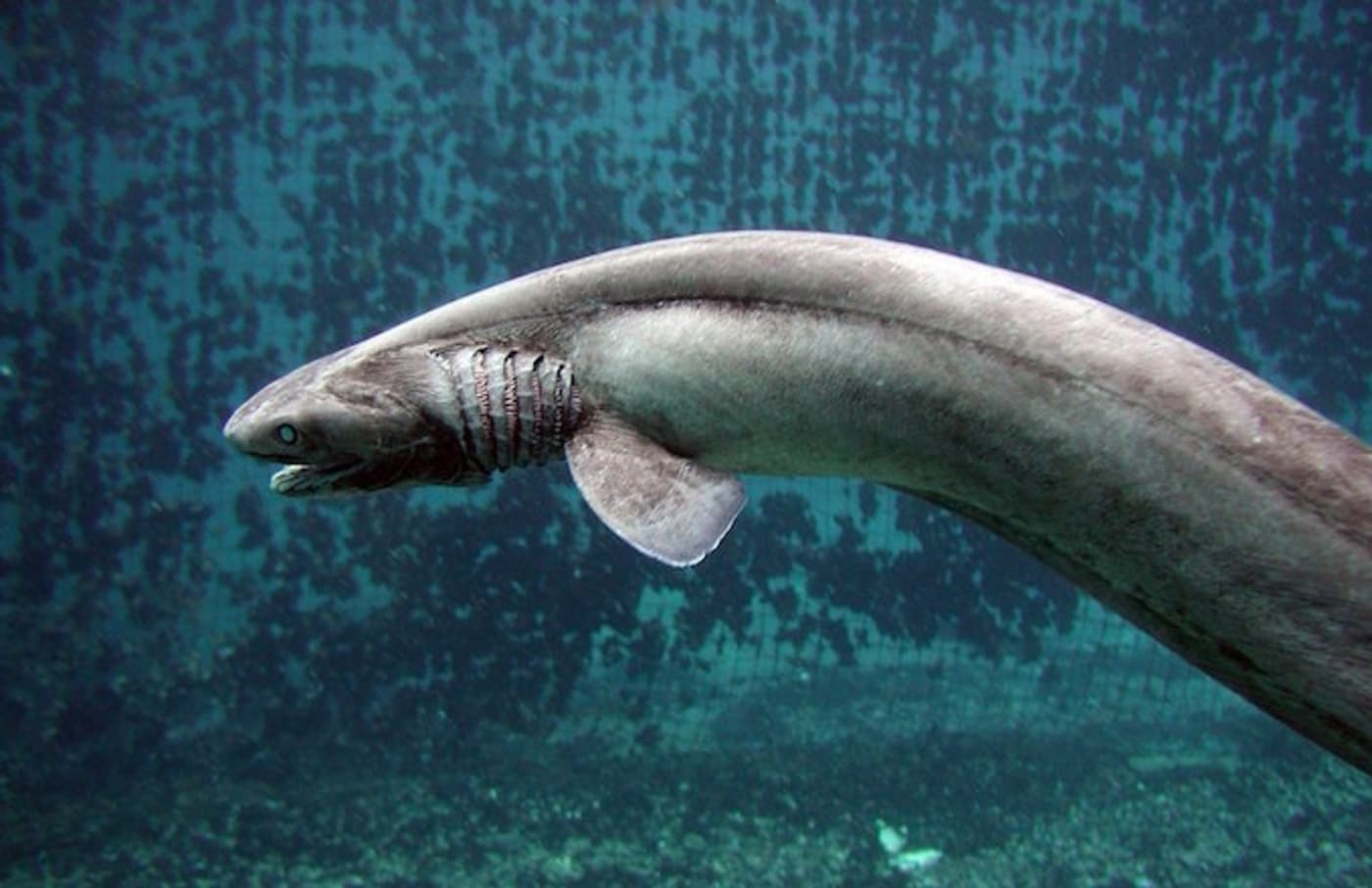 Ancient Shark With 300 Teeth Was Discovered and People Want No Part of ...