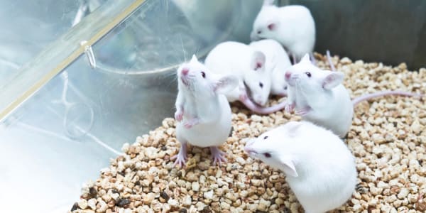 Scientists Create a Litter of Mice With Two Biological Fathers | Complex Scientists Create a Litter of Mice With Two Biological Fathers | Complex