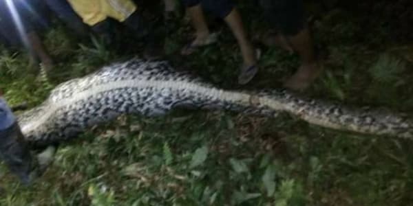 A Missing Man Was Discovered Inside a 23-Foot Python | Complex