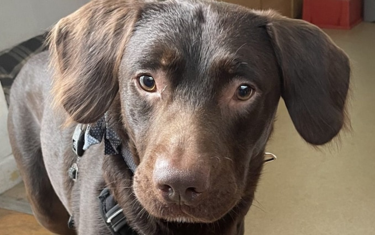 ‘Alcoholic’ Labrador Becomes First UK Dog To Be Treated For Addiction ...