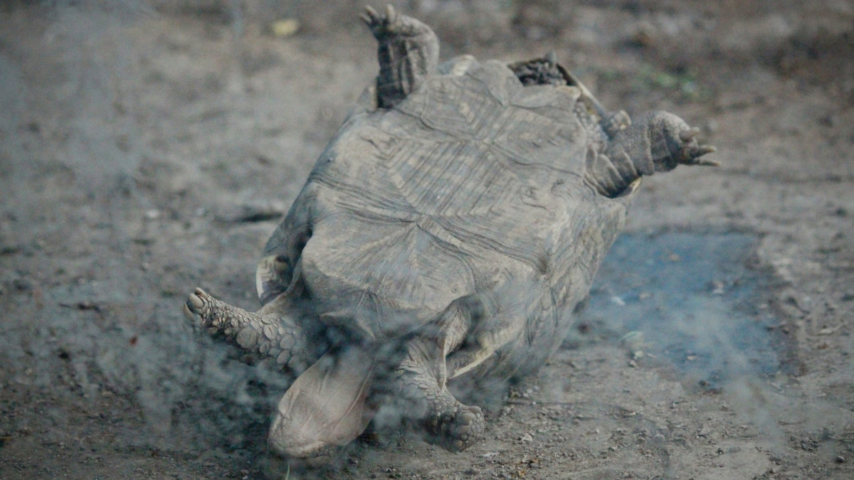 Woman Hospitalized After Turtle Smashed Through Windshield On