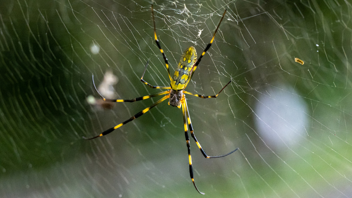 Invasive Spider Species Wide as Palm of Hand Expected to Hit East Coast ...