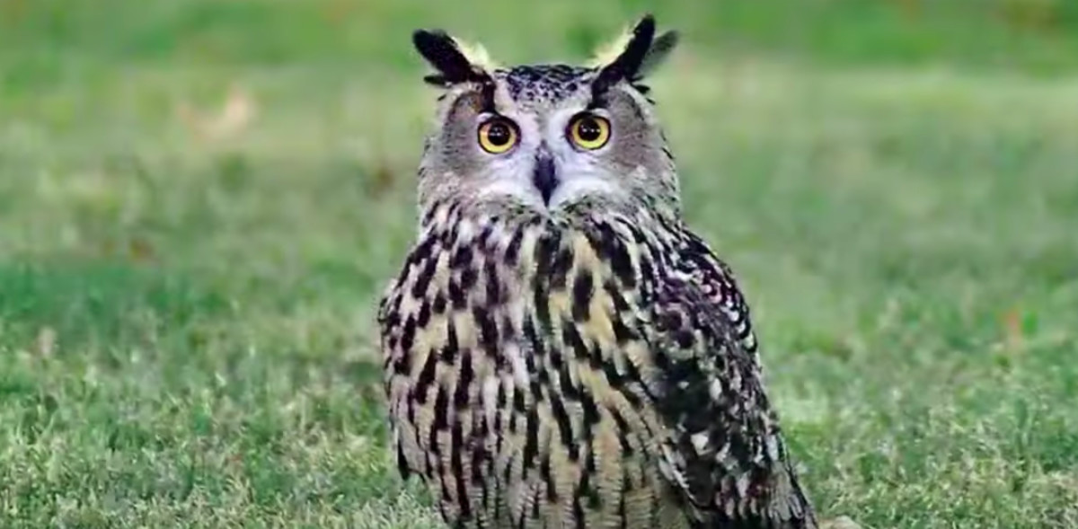 Flaco the Owl Observed Hunting and Eating Prey After Escaping Zoo | Complex