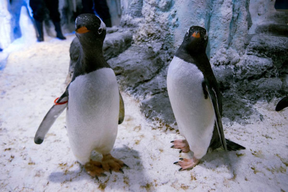 Fossils Prove Human-Sized Penguins Were Definitely Real | Complex