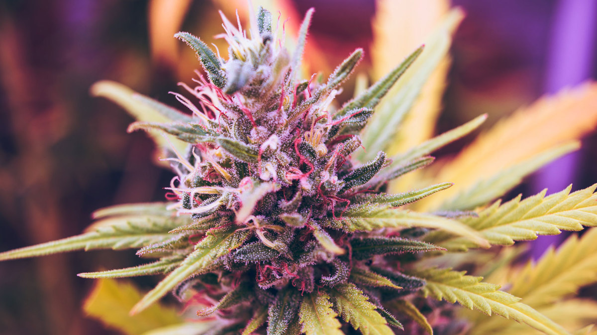 The Best Weed Strains in Canada, According to the Pros | Complex CA