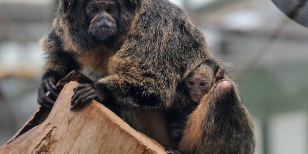 People Are Obsessed With This Buff Monkey | Complex